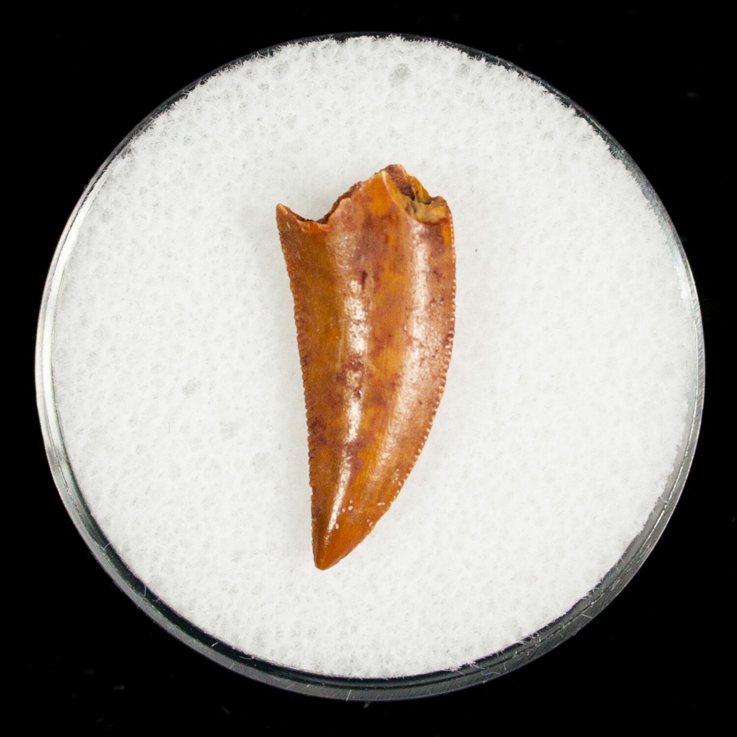 Dromaeosaur (Raptor) Tooth From Morocco (#5054) For Sale - FossilEra.com