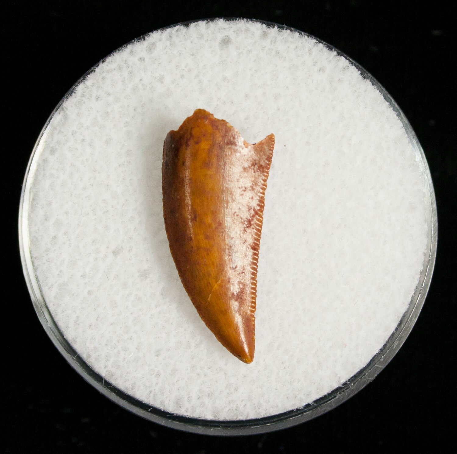 Dromaeosaur (Raptor) Tooth From Morocco (#5054) For Sale - FossilEra.com