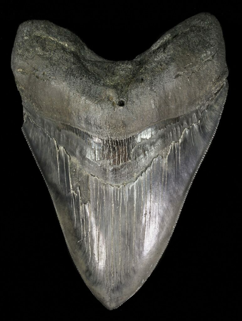 Serrated, 5.77" Megalodon Tooth - Huge Meg tooth For Sale (#58474 ...