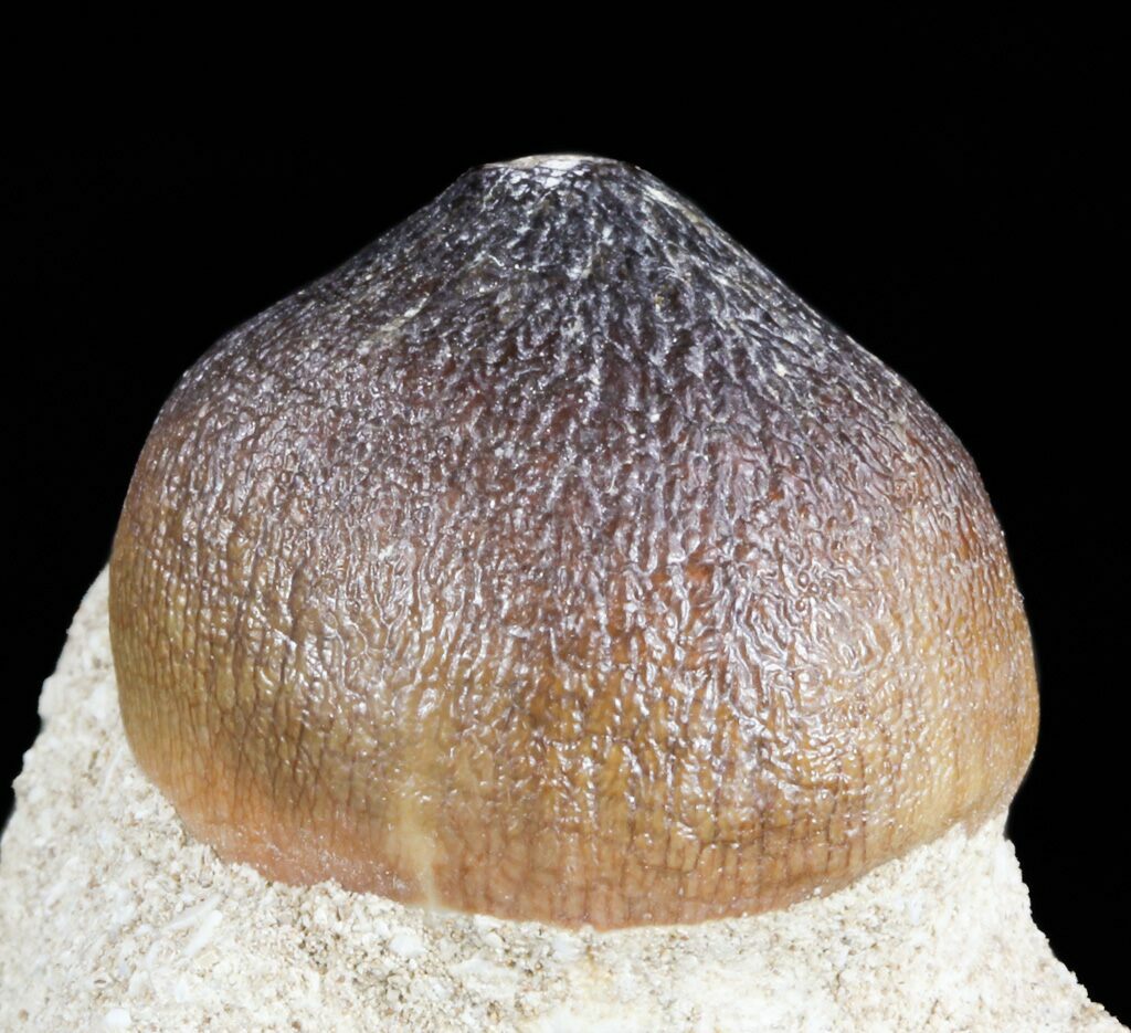 Igdamanosaurus (Globidens) Mosasaur Tooth In Rock For Sale (#51919 ...