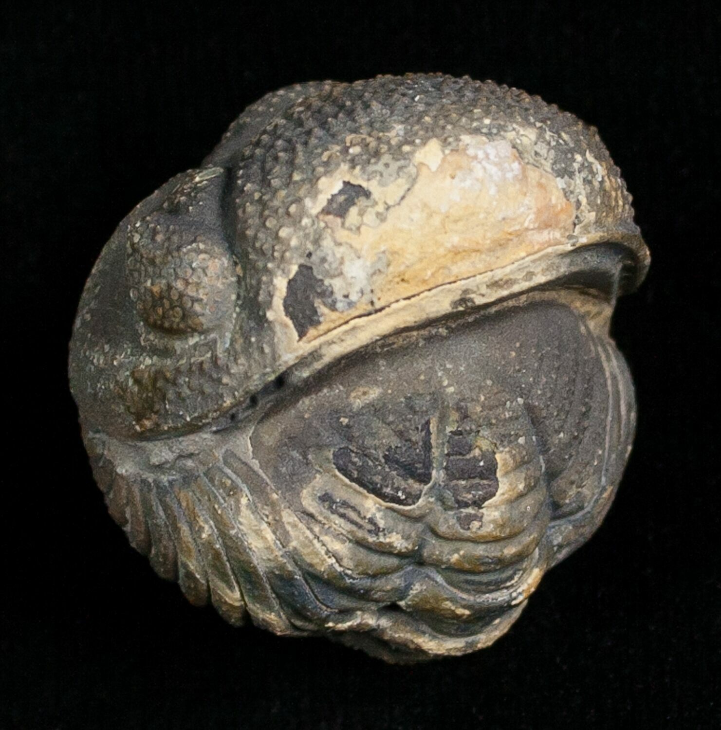 Enrolled Barrandeops (Phacops) Trilobite from Morocco (#5086) For Sale ...