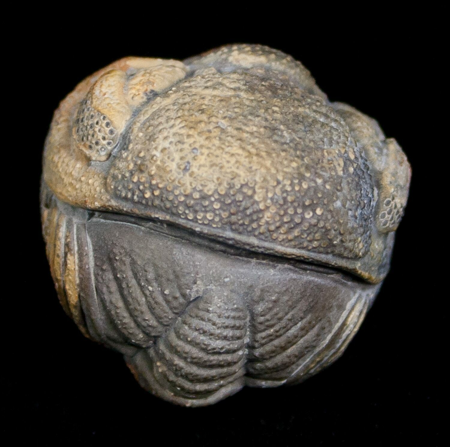 Enrolled Barrandeops (Phacops) Trilobite from Morocco (#5087) For Sale ...