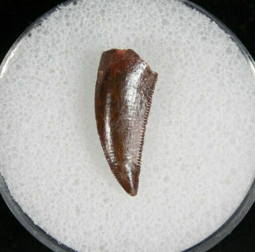 Dromaeosaur (Raptor) Tooth From Morocco (#5011) For Sale - FossilEra.com