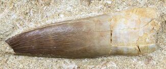 Reptile & Synapsids Fossils For Sale - FossilEra.com