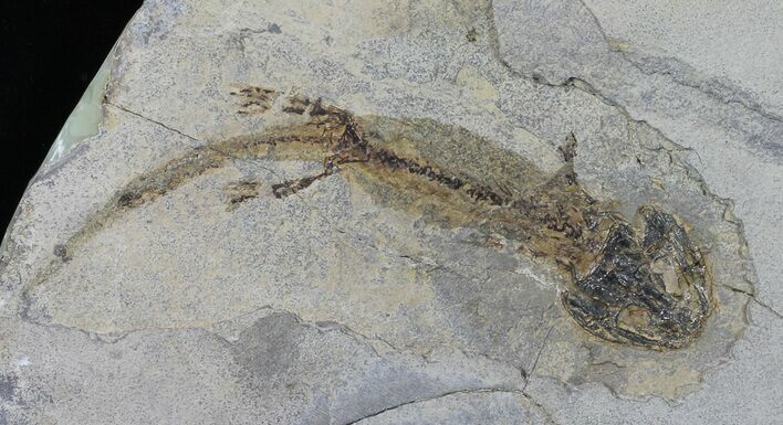 5" Permian Amphibian (Sclerocephalus) - Pfalz, Germany (#60008) For ...