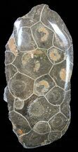 Coral Fossils For Sale - FossilEra.com