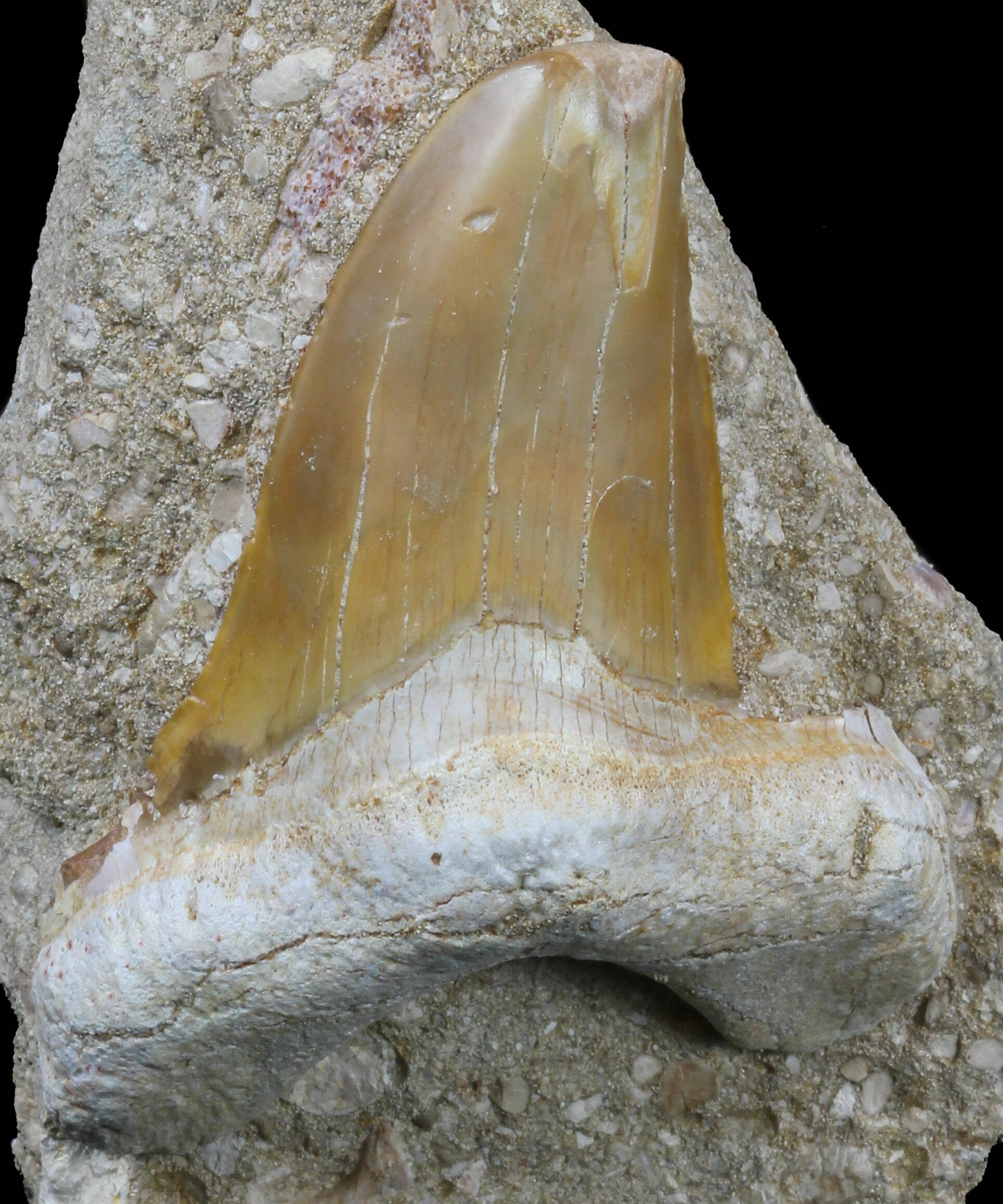 2.4" Otodus Shark Tooth Fossil In Rock - Eocene (#60209) For Sale ...