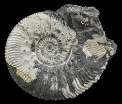 Gryphaea (Devil's Toenail) Fossil Oyster - Jurassic For Sale (#9705 ...