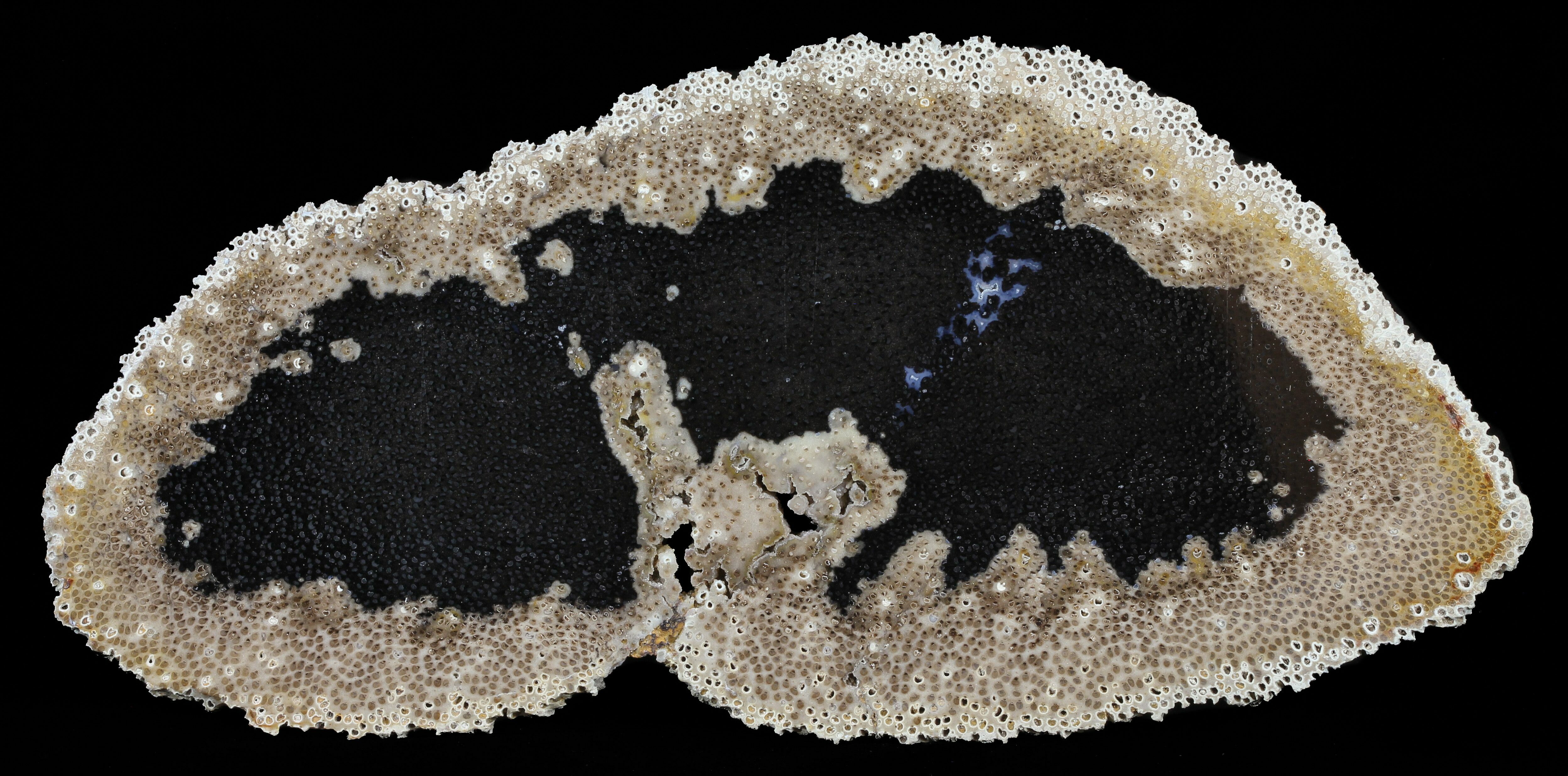 9.6" Petrified Palm Wood (Palmoxylon) Slab - Louisiana For Sale (#60554 ...