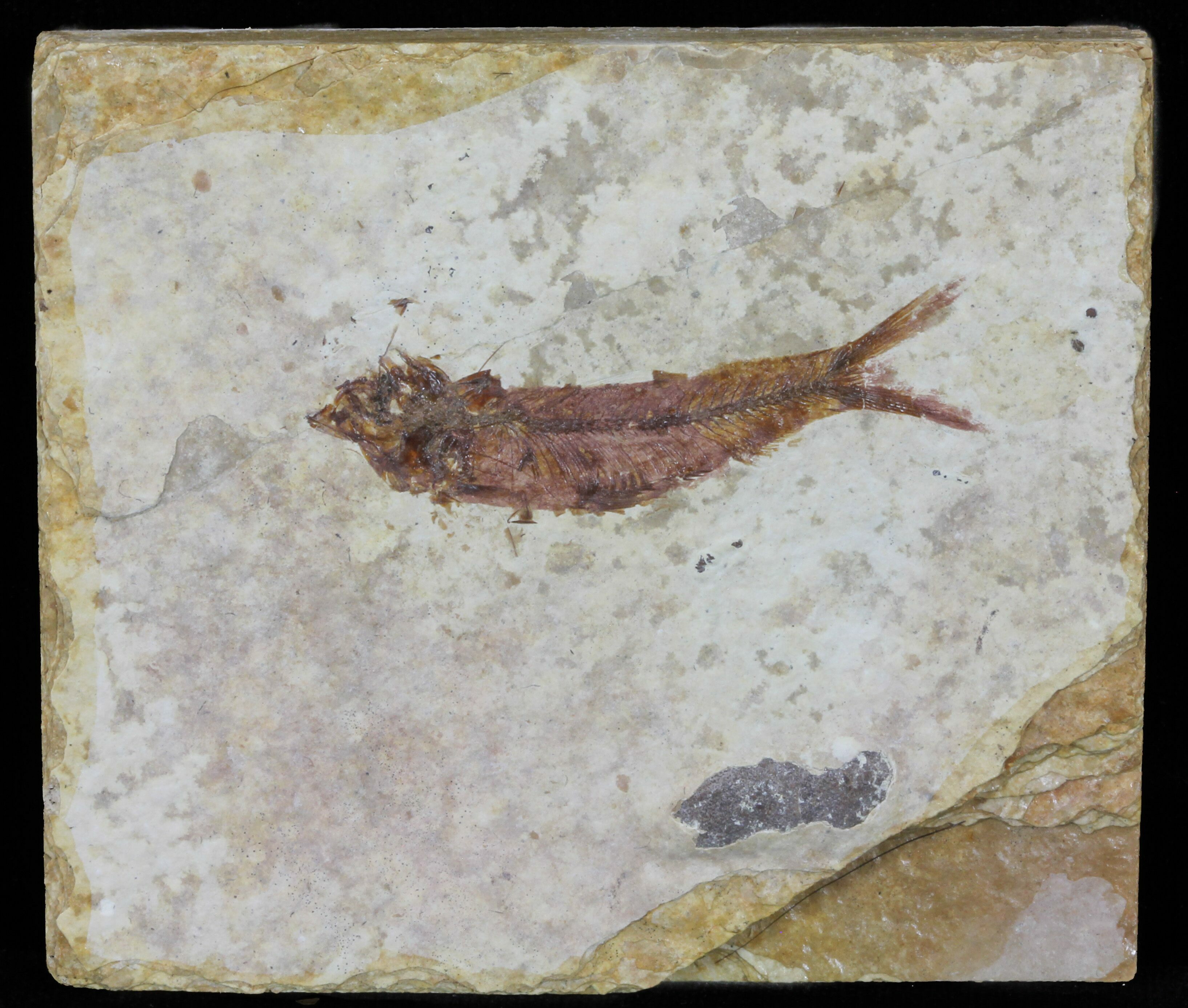 1.8" Knightia Fossil Fish - Wyoming (#60852) For Sale - FossilEra.com