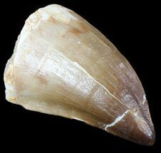 Mosasaurus & Mosasaurs - FossilEra.com