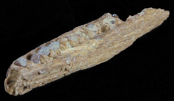 1.4" Saurodon (Cretaceous Fish) Lower Jaw Section - Kansas (#61463) For ...