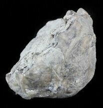 About Crinoids - FossilEra.com