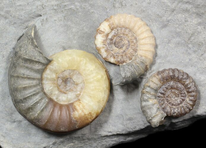 Beautiful Ammonite Cluster (Asteroceras & Promicroceras) - England ...
