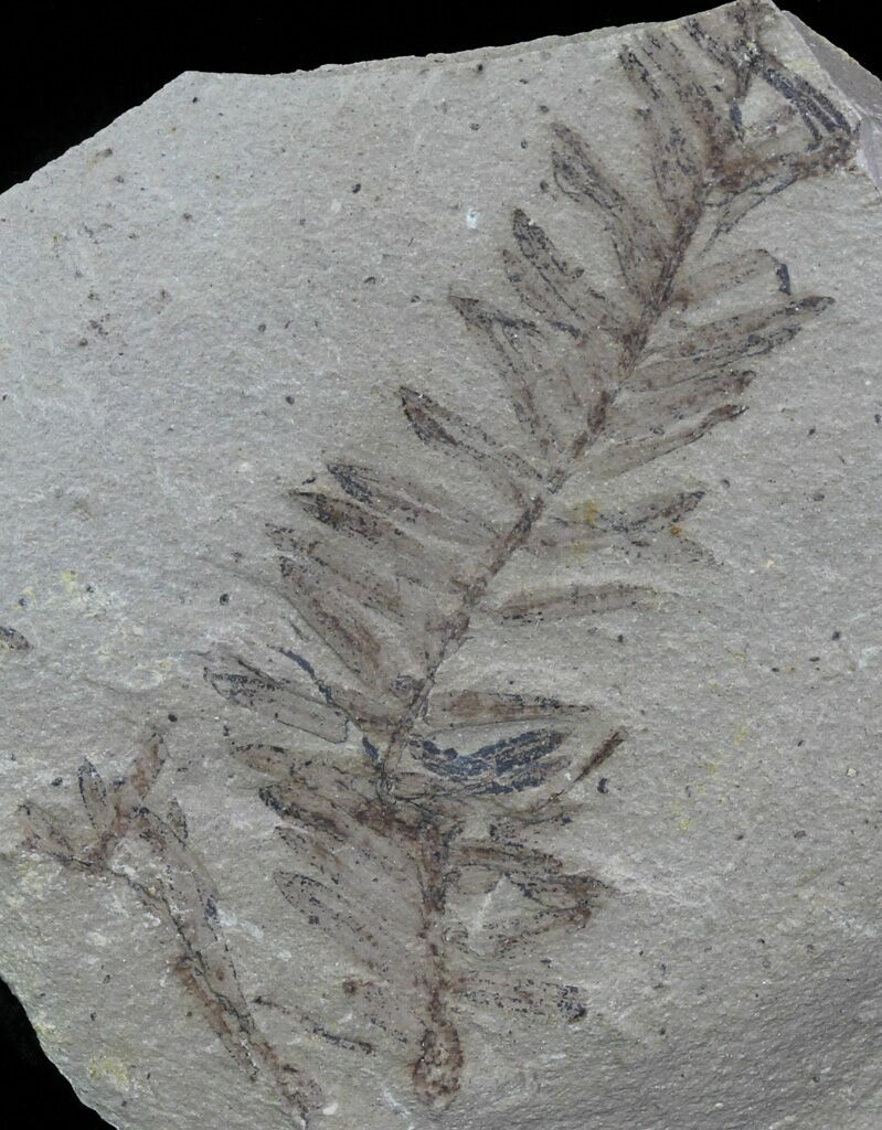 Metasequoia (Dawn Redwood) Fossil - Montana (#62312) For Sale ...