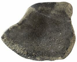 Dinosaur Fossils For Sale - FossilEra.com