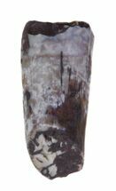 Gorgeous .85" Phytosaur (Redondasaurus) Tooth - Arizona For Sale ...