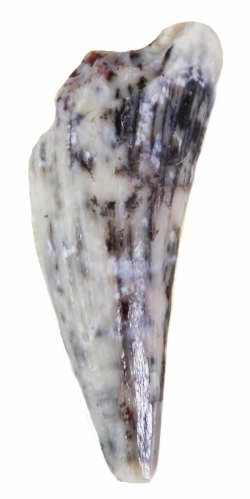 .53" Triassic Phytosaur Tooth - Arizona (#62470) For Sale - FossilEra.com