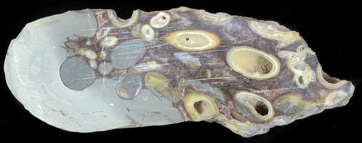 Bargain, 3.6" Slab Fossil Teredo (Shipworm Bored) Wood - England ...