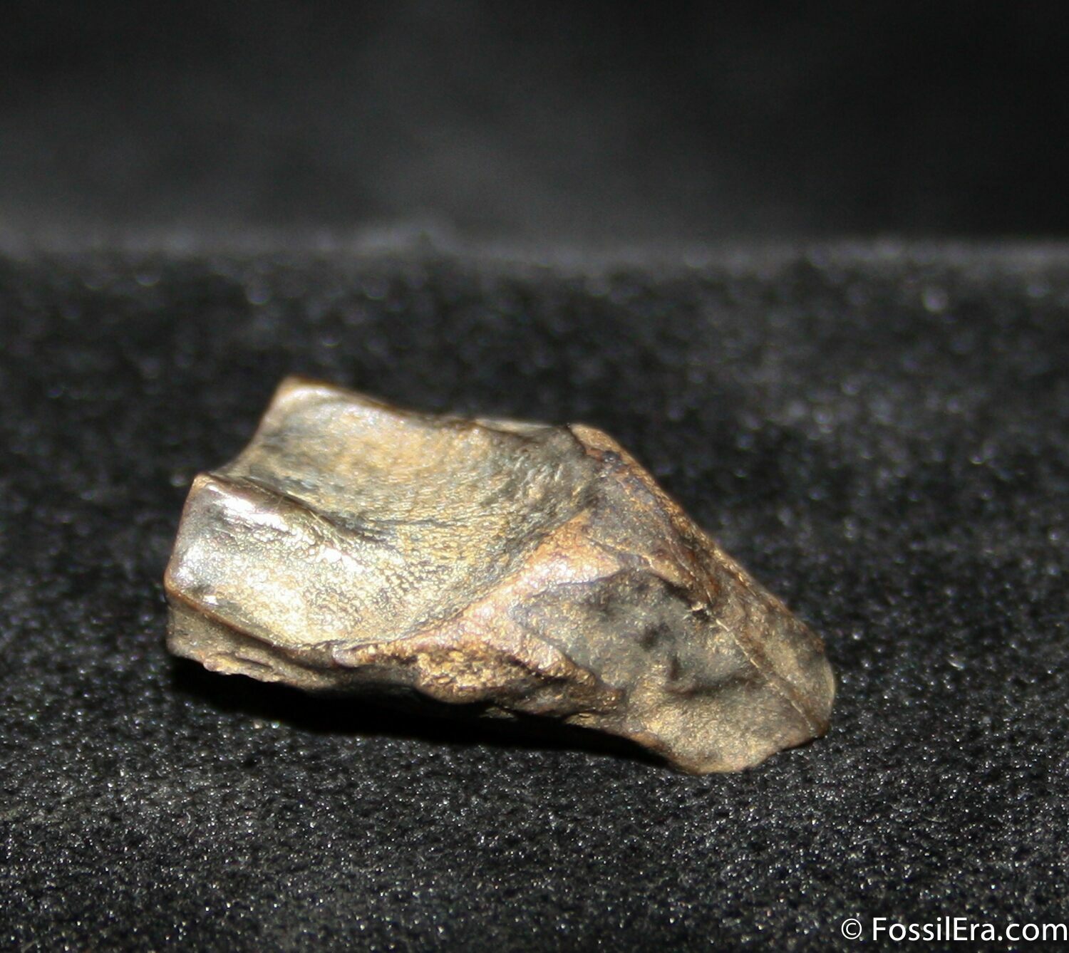 Triceratops Tooth 753 For Sale Fossilera