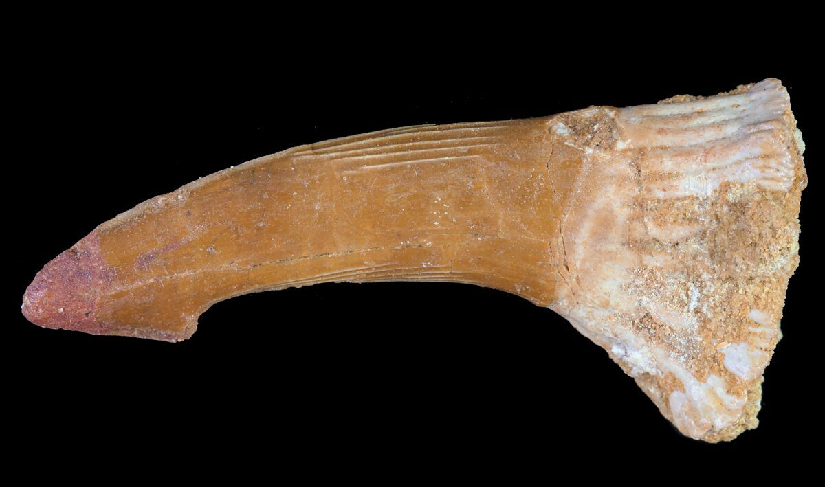 Bargain, 2.3" Cretaceous Giant Sawfish (Onchopristis) Rostral Barb ...