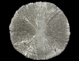 Pyrite Suns For Sale - FossilEra.com
