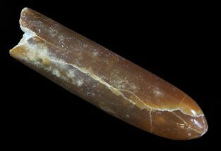 Belemnite Fossils For Sale - FossilEra.com