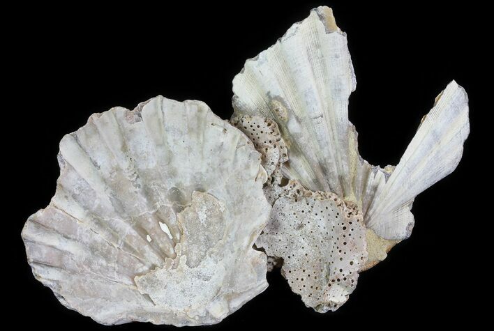 Multiple Fossil Pectin (Chesapecten) and Bone - Virginia (#66396) For ...
