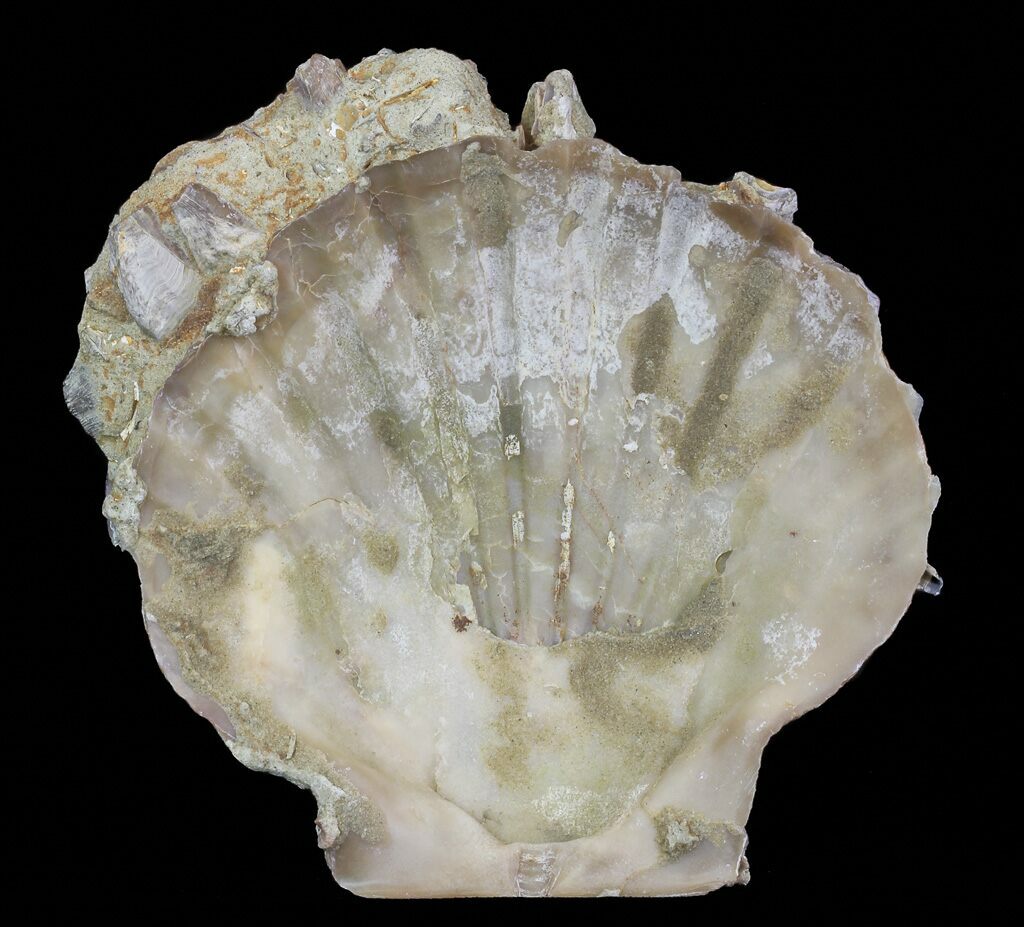 5.6" Fossil Pectin (Chesapecten) - Virginia For Sale (#66402 ...
