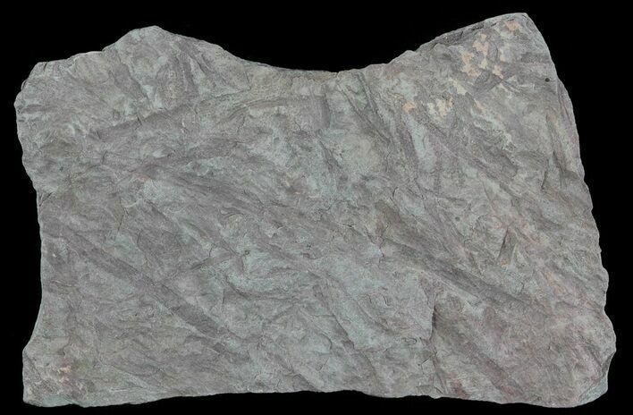 Early Devonian Plant Fossils (Zosterophyllum) - Scotland (#66672) For ...