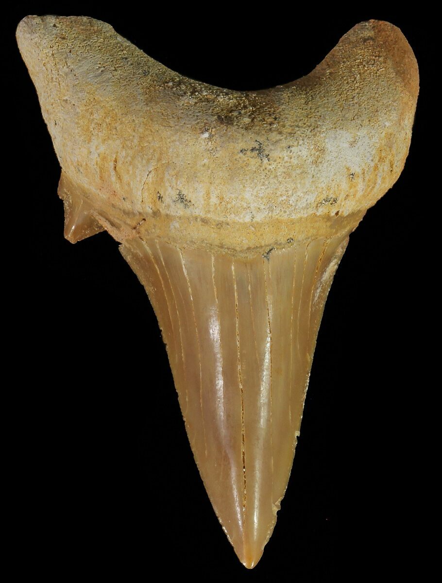 2.2" Otodus Shark Tooth Fossil - Eocene (#67226) For Sale - FossilEra.com
