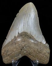 Megalodon Size: How Big Was The Megalodon Shark? - FossilEra.com