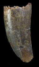 Dinosaur Fossils For Sale - FossilEra.com