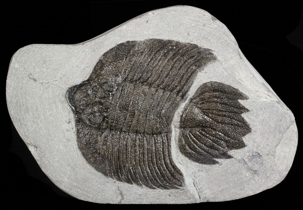 Bargain, 4.7" Arctinurus Trilobite - Class New York Trilobite (#68104 ...