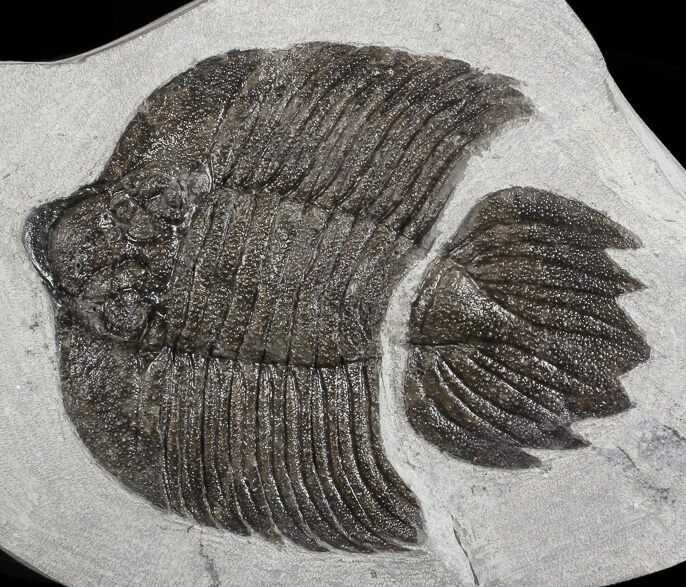 Bargain, 4.7" Arctinurus Trilobite - Class New York Trilobite (#68104 ...