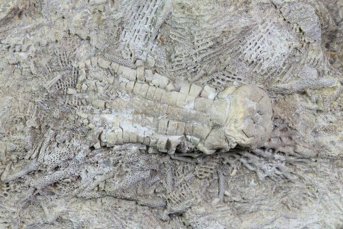 .9" Fossil Crinoid (Phanocrinus) in Rock - Alabama (#69059) For Sale ...