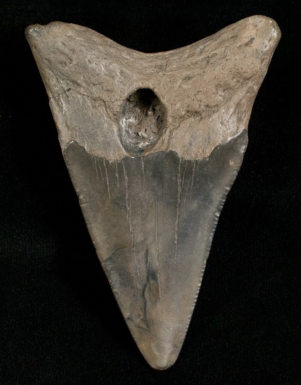 Bargain 3" Angustidens Tooth - Pre-Megalodon (#5628) For Sale ...