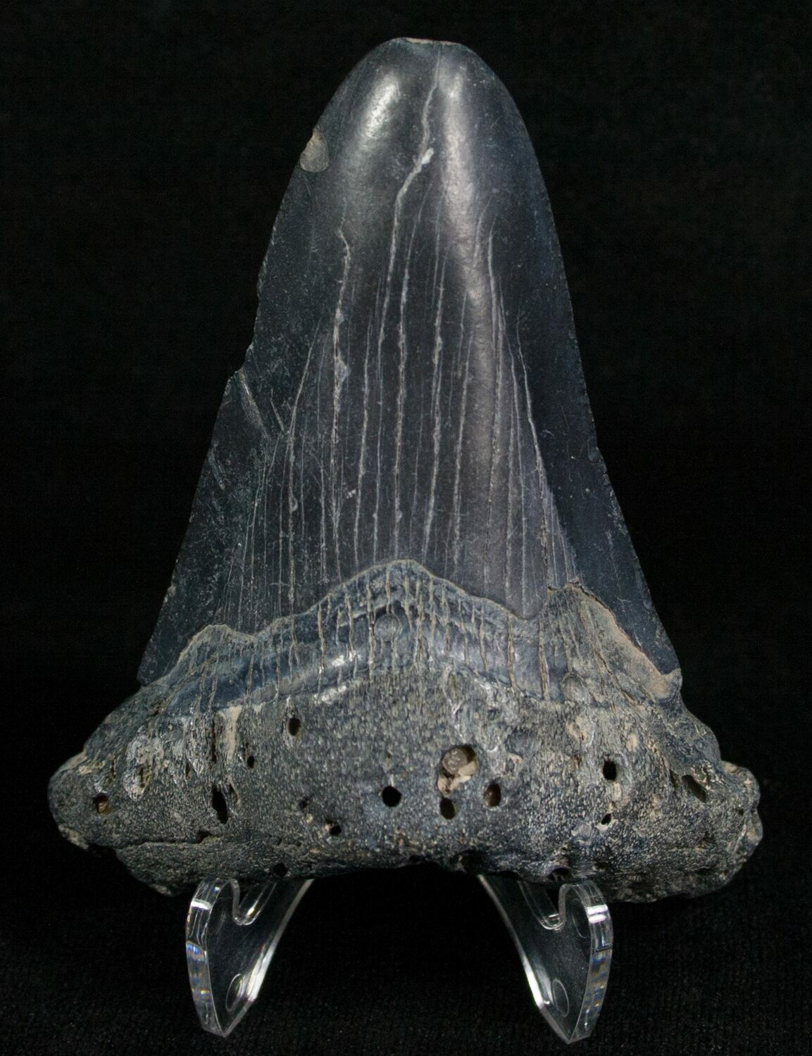 Bargain 3" Angustidens Tooth - Pre-Megalodon (#5629) For Sale ...