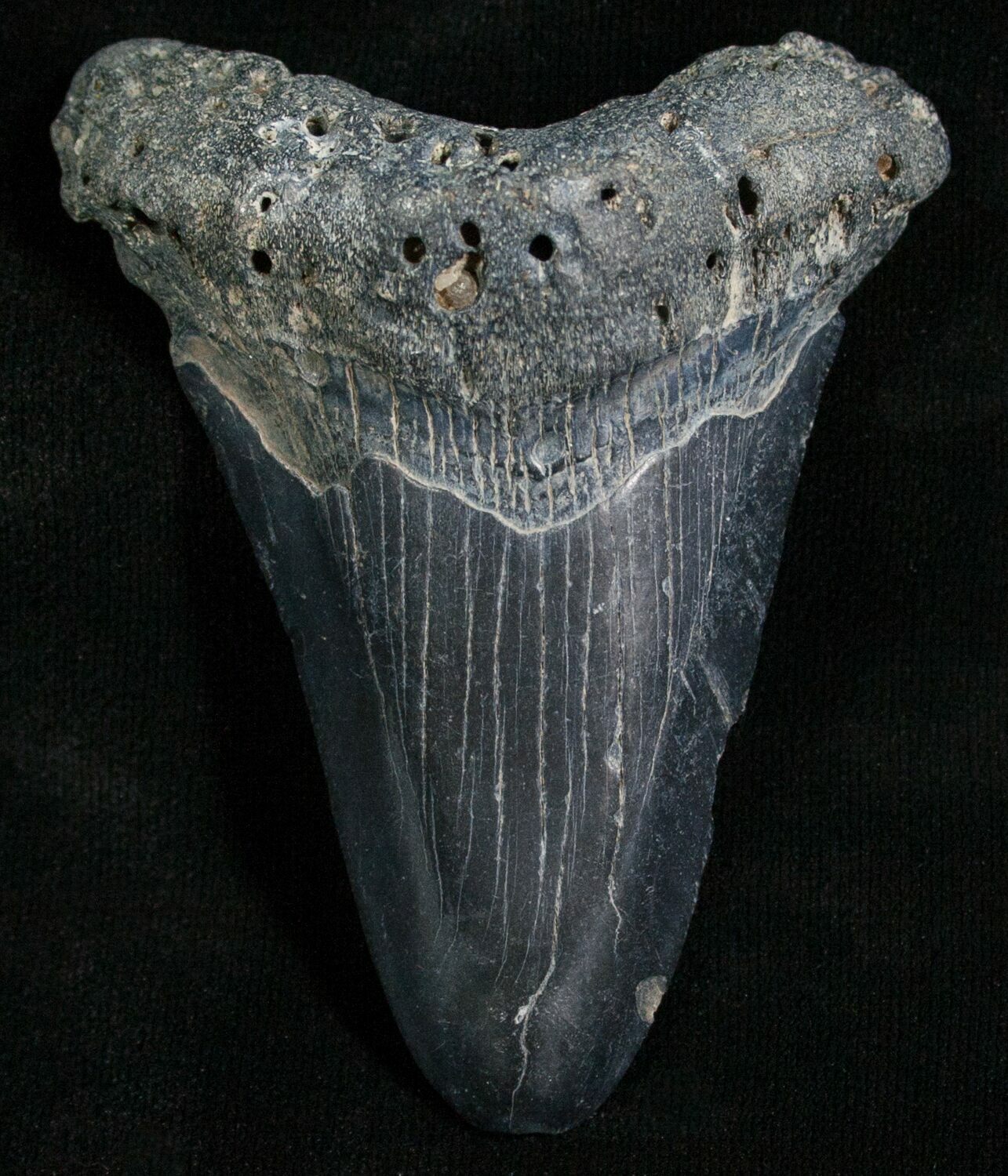 Bargain 3" Angustidens Tooth - Pre-Megalodon (#5629) For Sale ...
