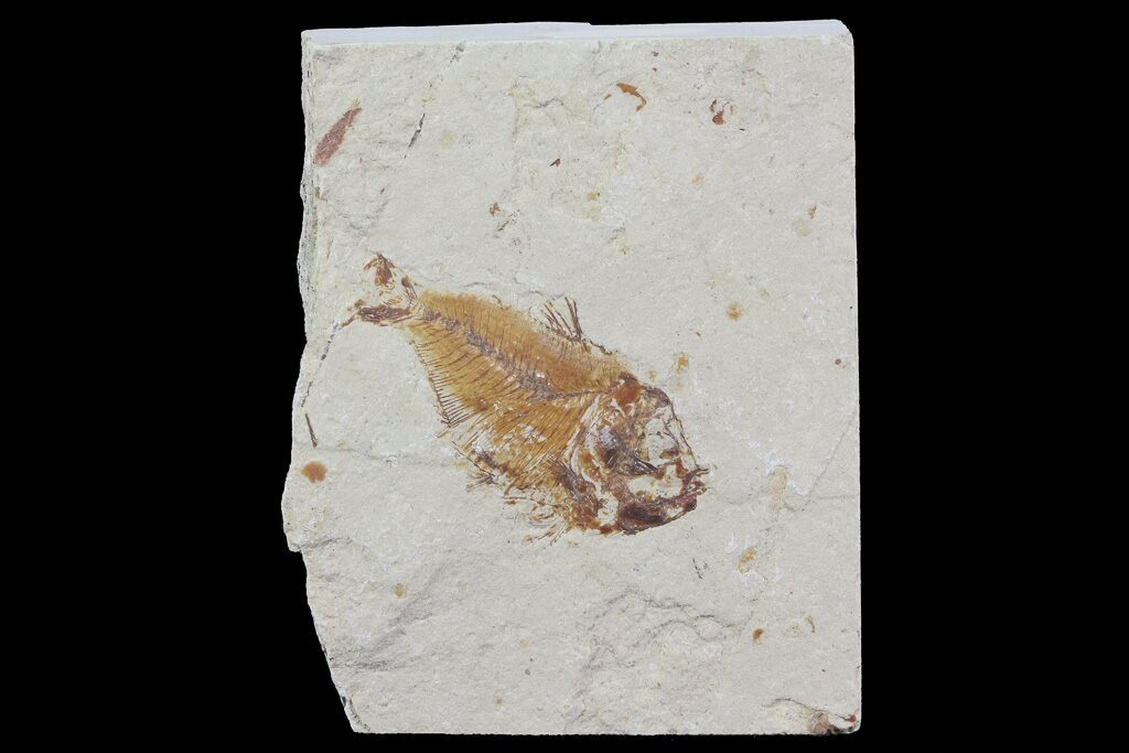 Bargain, 1.7" Cretaceous Fossil Fish (Ctenothrissa) - Lebanon (#70266 ...