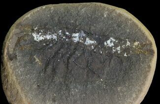 Newly Added Specimens For Sale - FossilEra.com