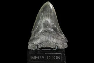 Megalodon Size: How Big Was The Megalodon Shark? - FossilEra.com