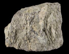 Mosasaurus & Mosasaurs - FossilEra.com