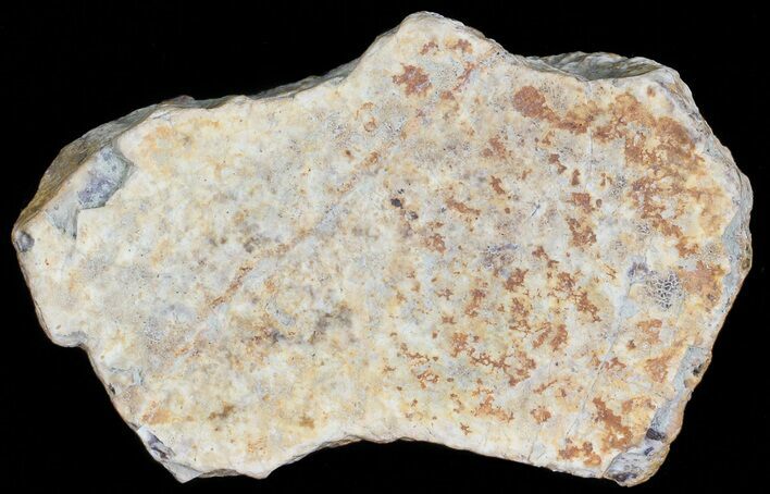 .9" Fossil Turtle Shell Section - Montana (#71227) For Sale - FossilEra.com