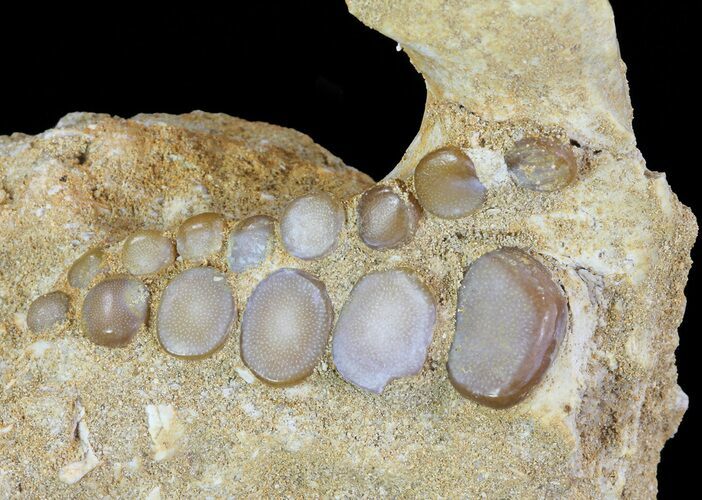 1.7" Pycnodus Crushing Mouthplate - Cretaceous Fish (#71783) For Sale ...