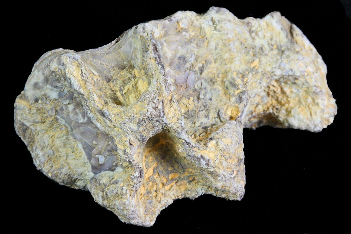 1.5" Permian Synapsid (Dimetrodon or Edaphosaurus) Vertebrae - Texas ...