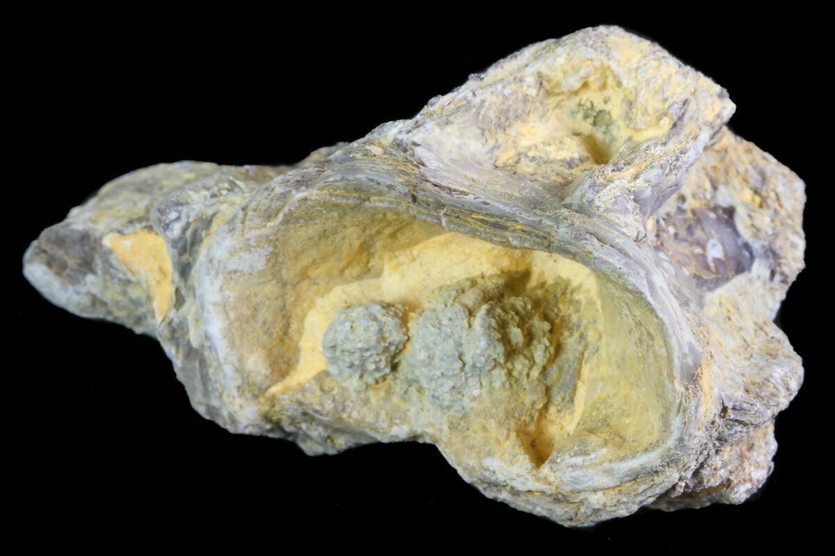 1.5" Permian Synapsid (Dimetrodon or Edaphosaurus) Vertebrae - Texas ...