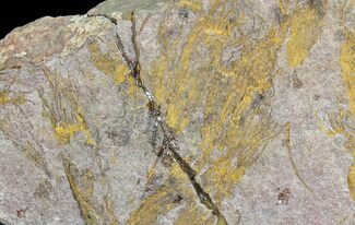 Eocrinoid (Ascocystites) From Morocco - Ordovician For Sale (#13719 ...