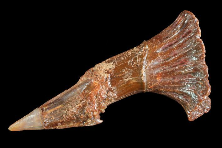 Bargain, 1.4" Cretaceous Giant Sawfish (Onchopristis) Rostral Barb ...
