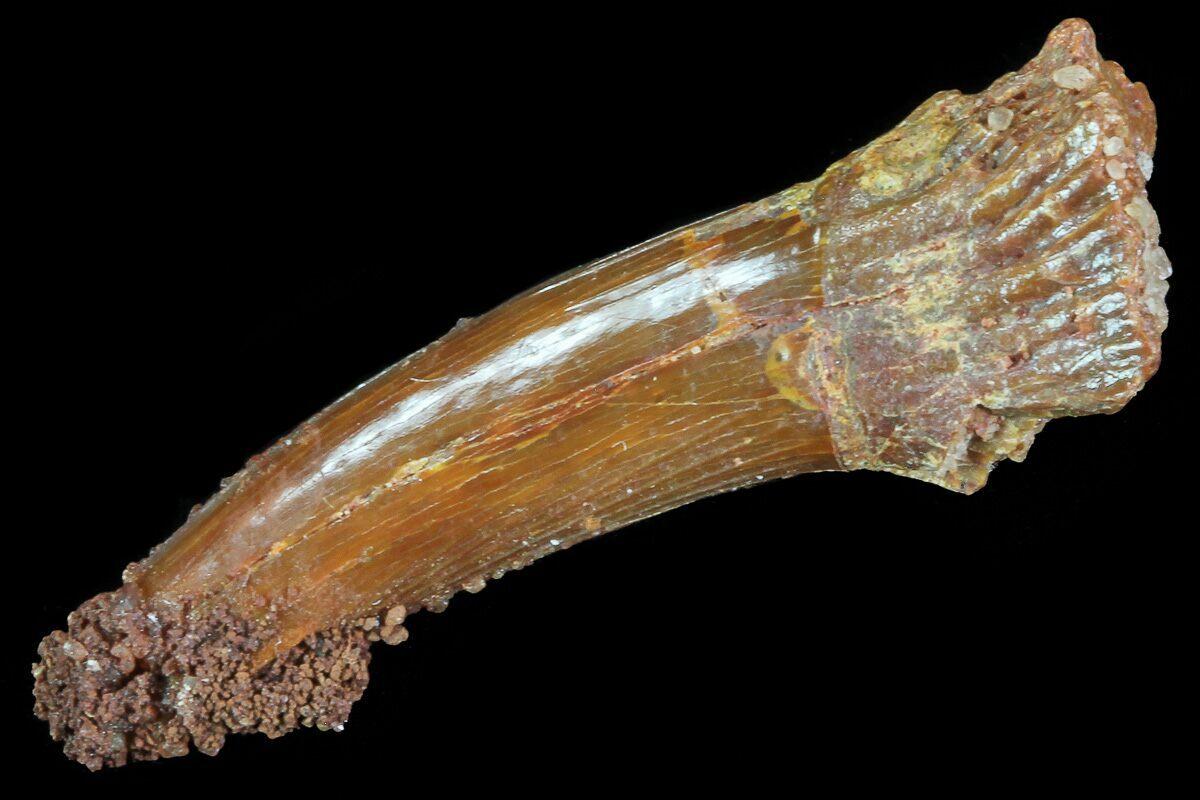 Bargain, 1.22" Cretaceous Giant Sawfish (Onchopristis) Rostral Barb ...